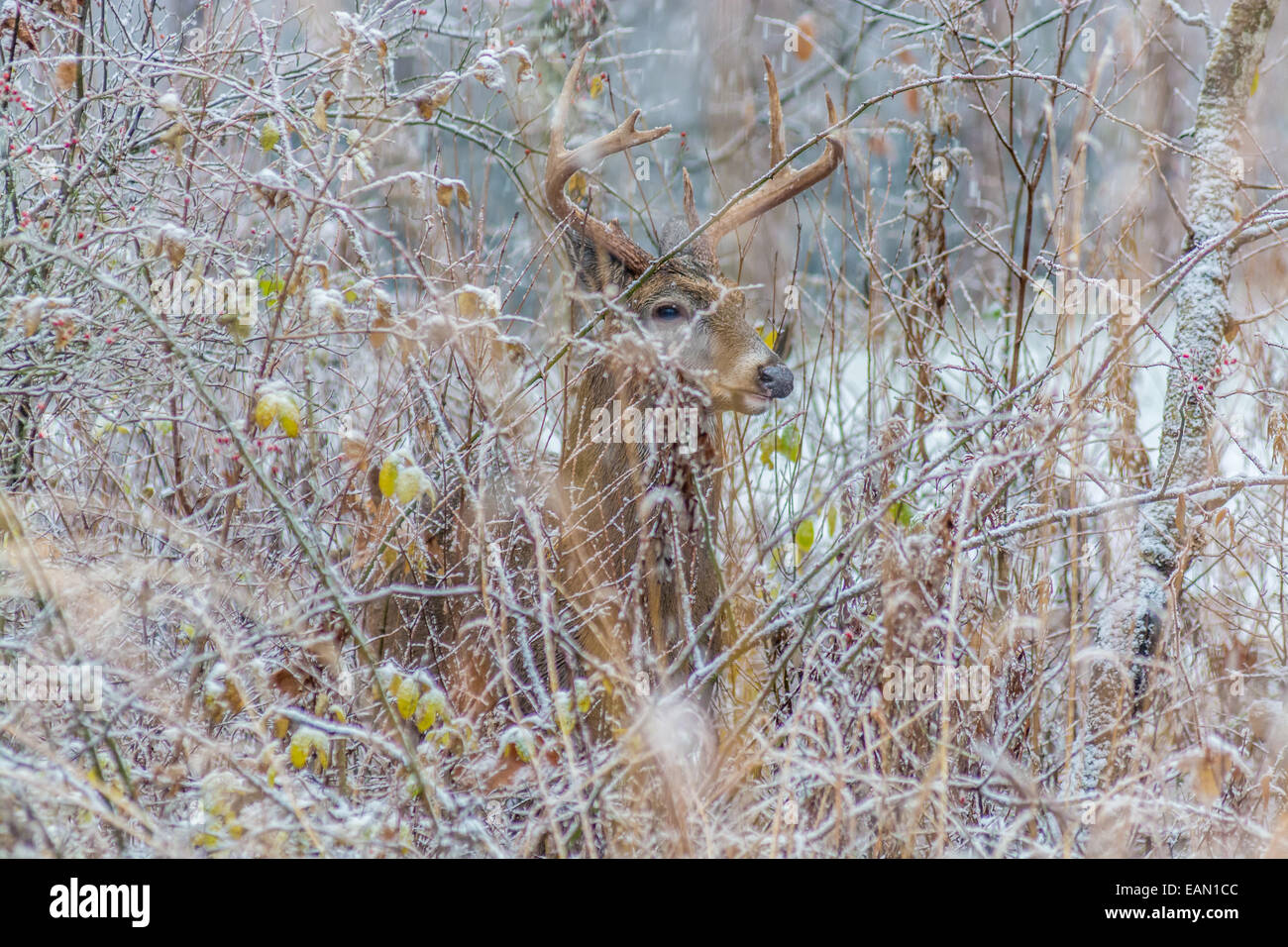 Whitetail Deer Buck standing in a thicket Stock Photo - Alamy
