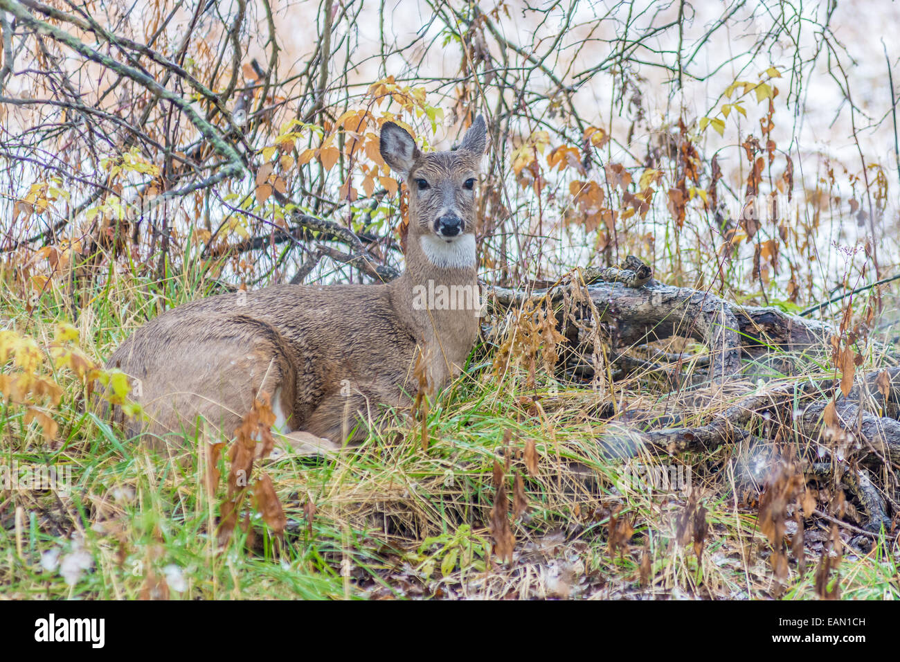 Bedded deer hi-res stock photography and images - Alamy