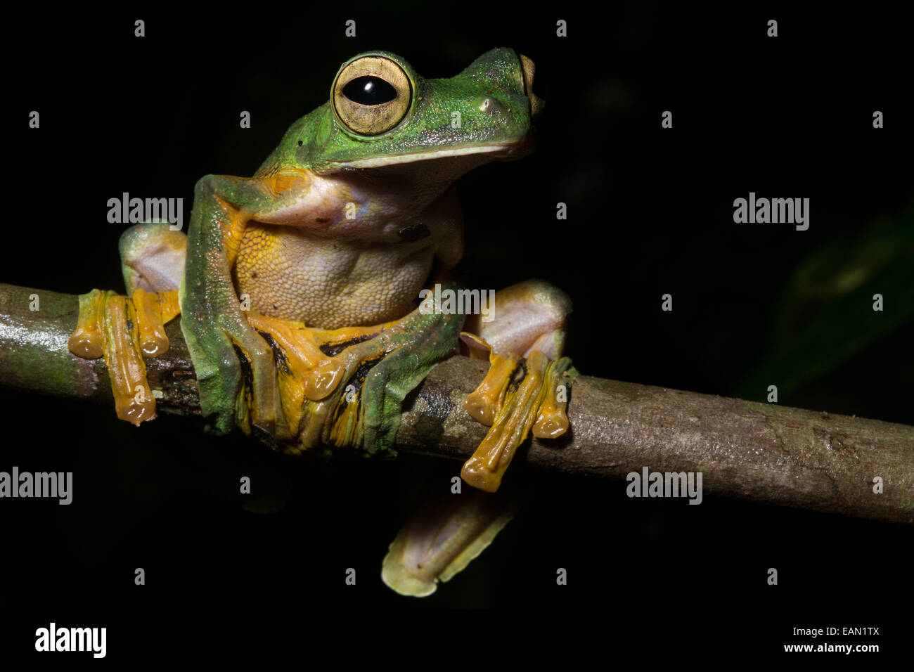Flying frog hi-res stock photography and images - Alamy