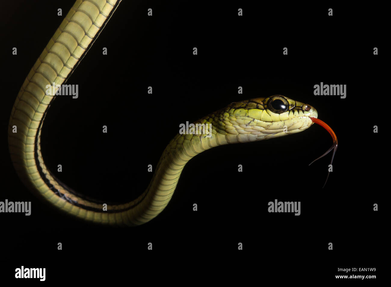 Ventral scales snake hi-res stock photography and images - Alamy