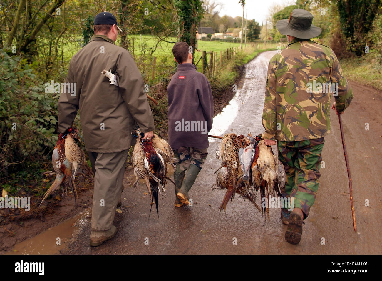 Pheasant shooting in Wiltshire, UK Stock Photo - Alamy