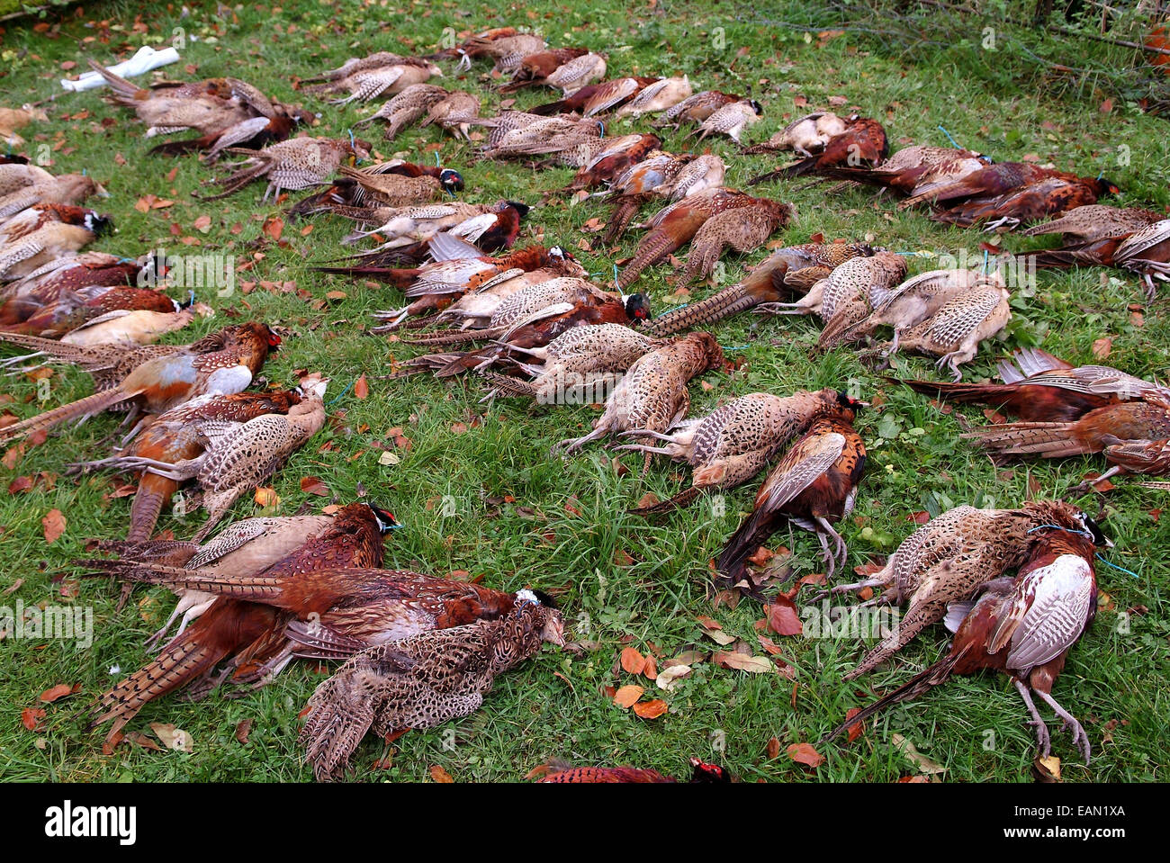 Pheasant shooting in Wiltshire, UK Stock Photo - Alamy