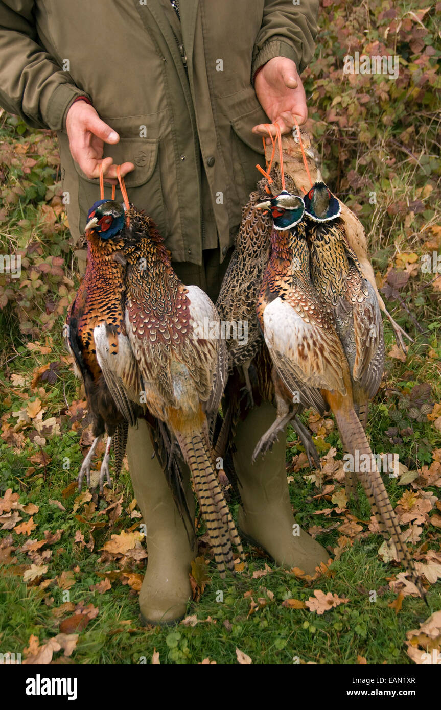 Pheasant shooting hi-res stock photography and images - Alamy