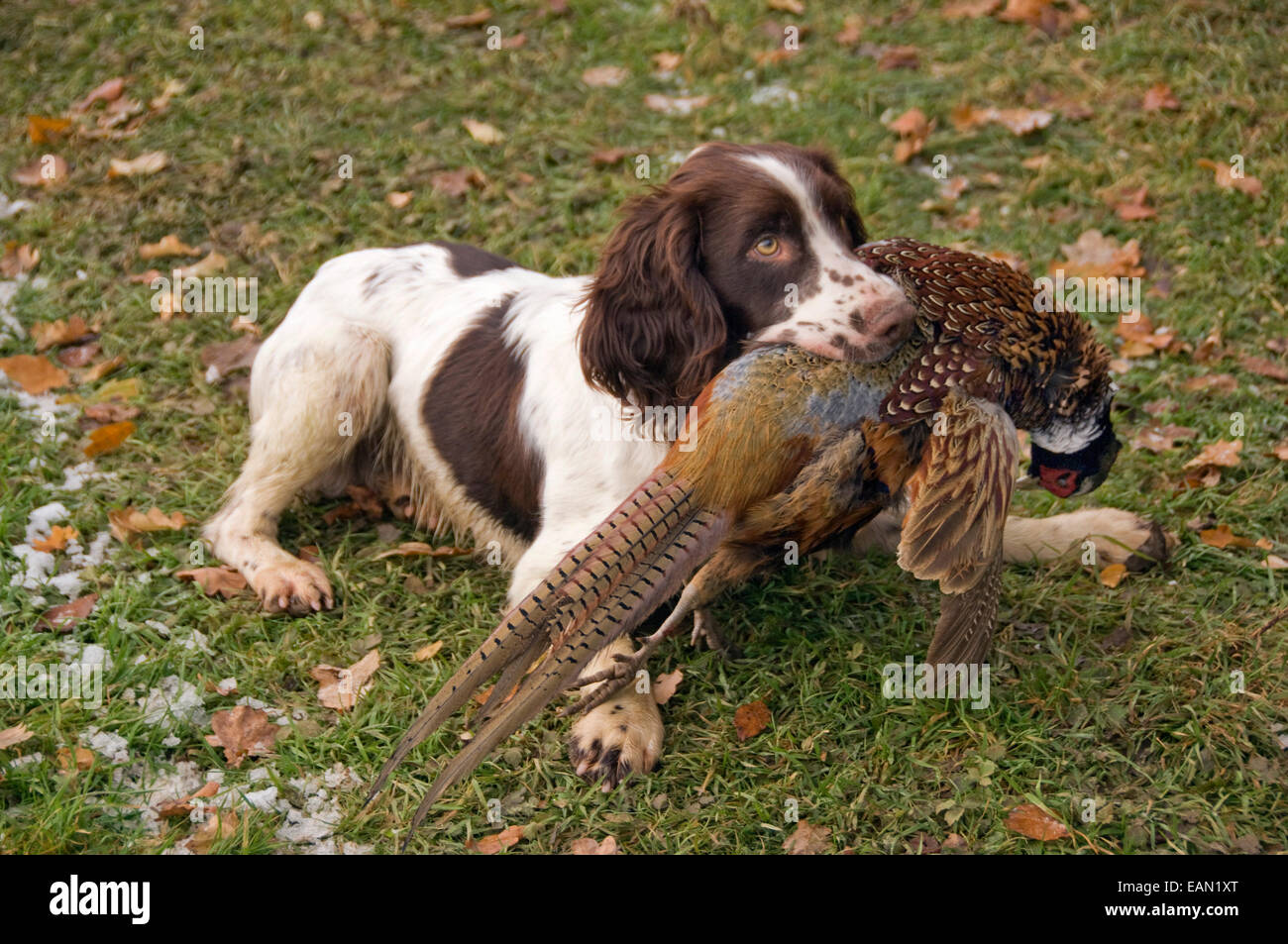 Pheasant hunting uk hi-res stock photography and images - Alamy
