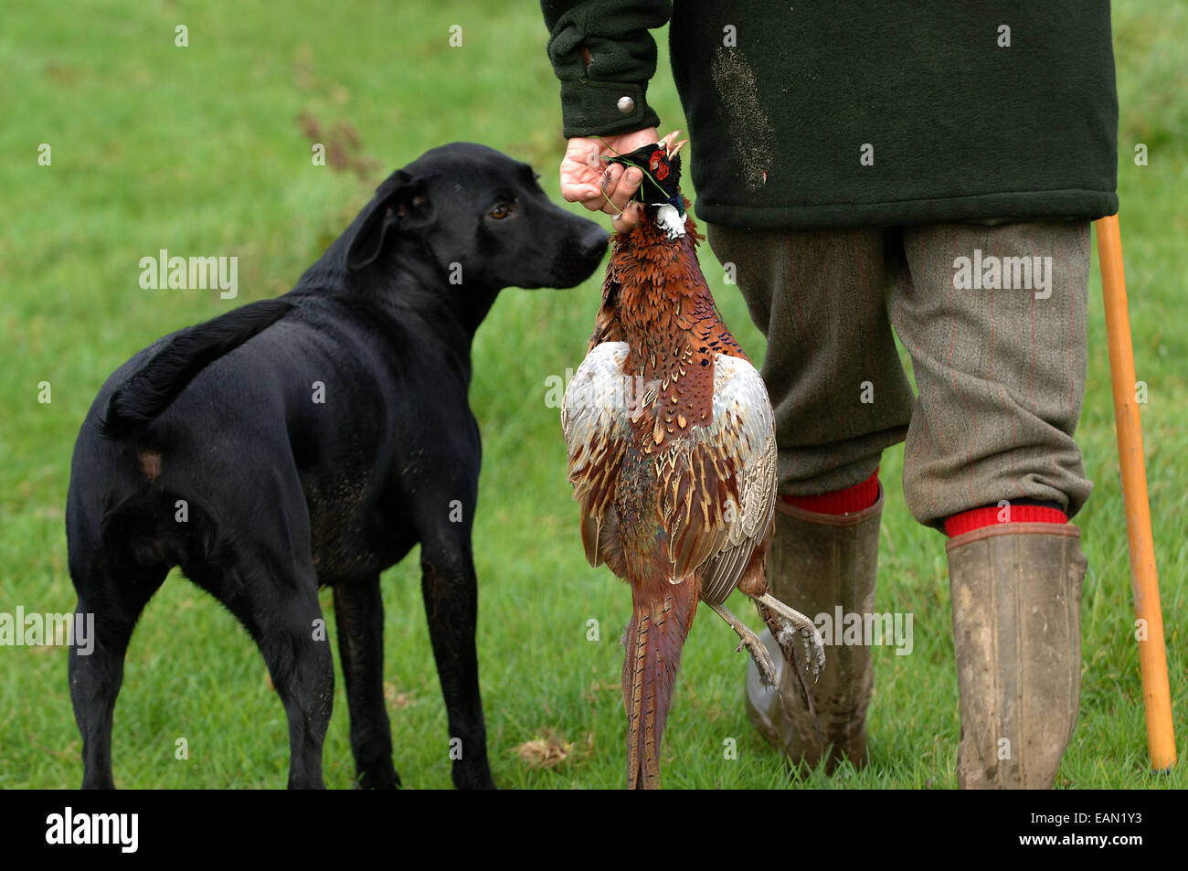 Pheasant hunting uk hi-res stock photography and images - Alamy