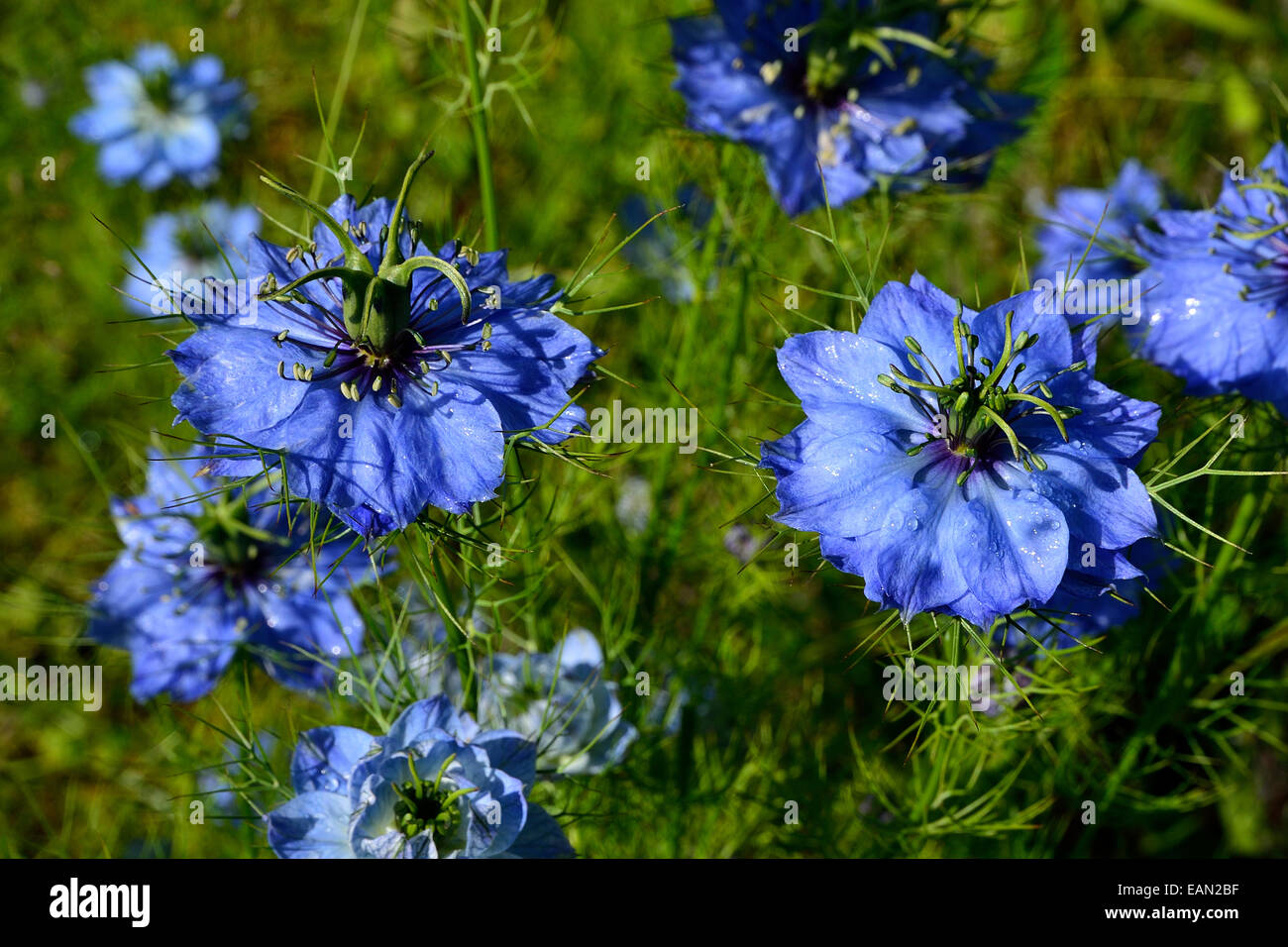 Love in mist flower, Nigella damascena in bloom Stock Photo - Alamy