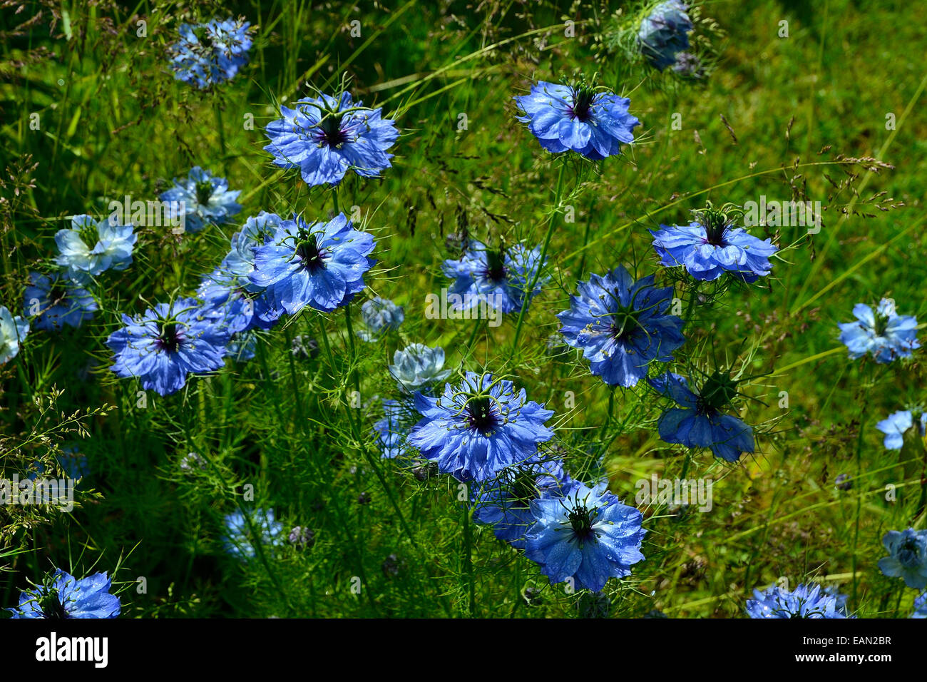 Love in mist flower, Nigella damascena in bloom Stock Photo - Alamy