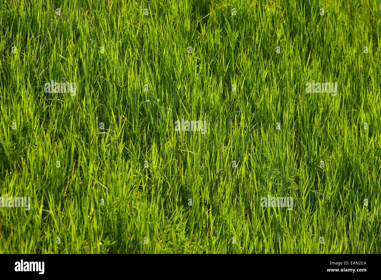 Grass backdrop hi-res stock photography and images - Alamy