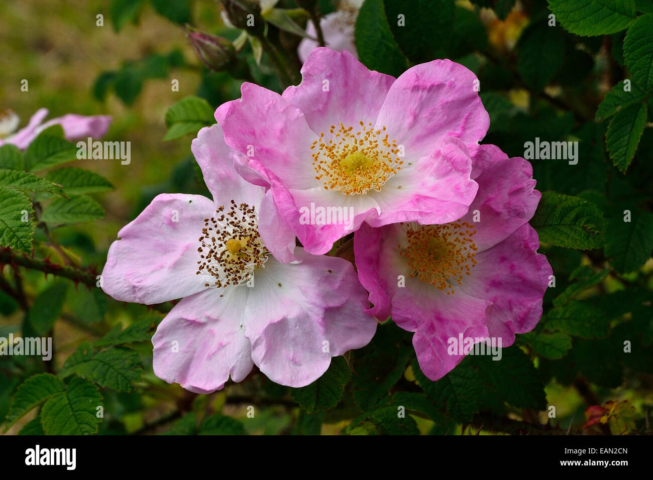 Rosa gallica, three flowers in bloom in a rose garden (France Stock ...