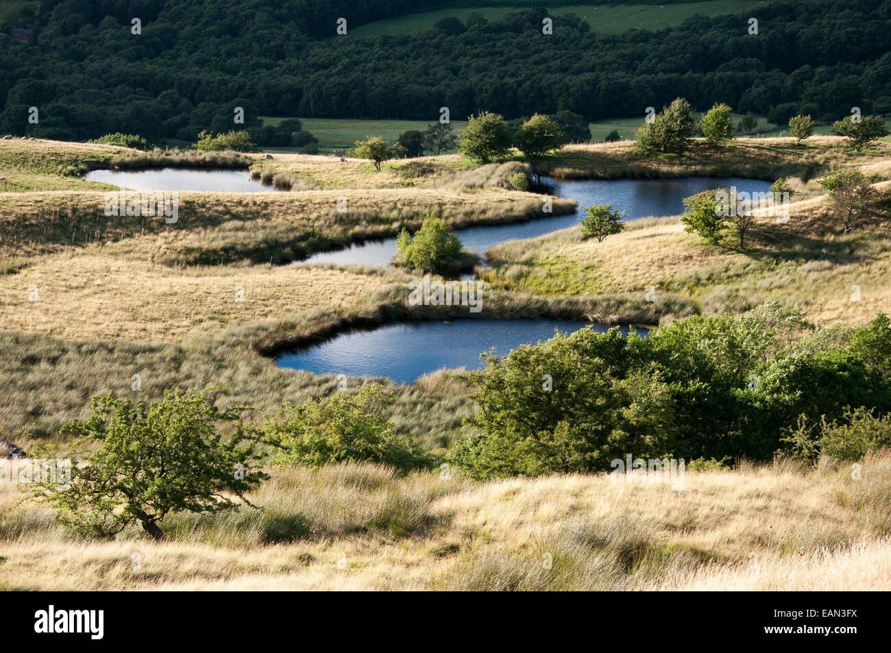 Group of small pools of water in a moorland landscape below Coombes ...
