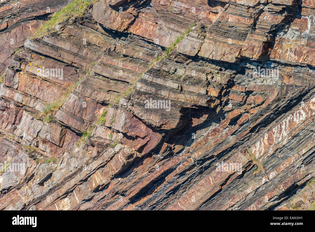 Chevron folding in geological strata at Millook Haven near Crackington ...