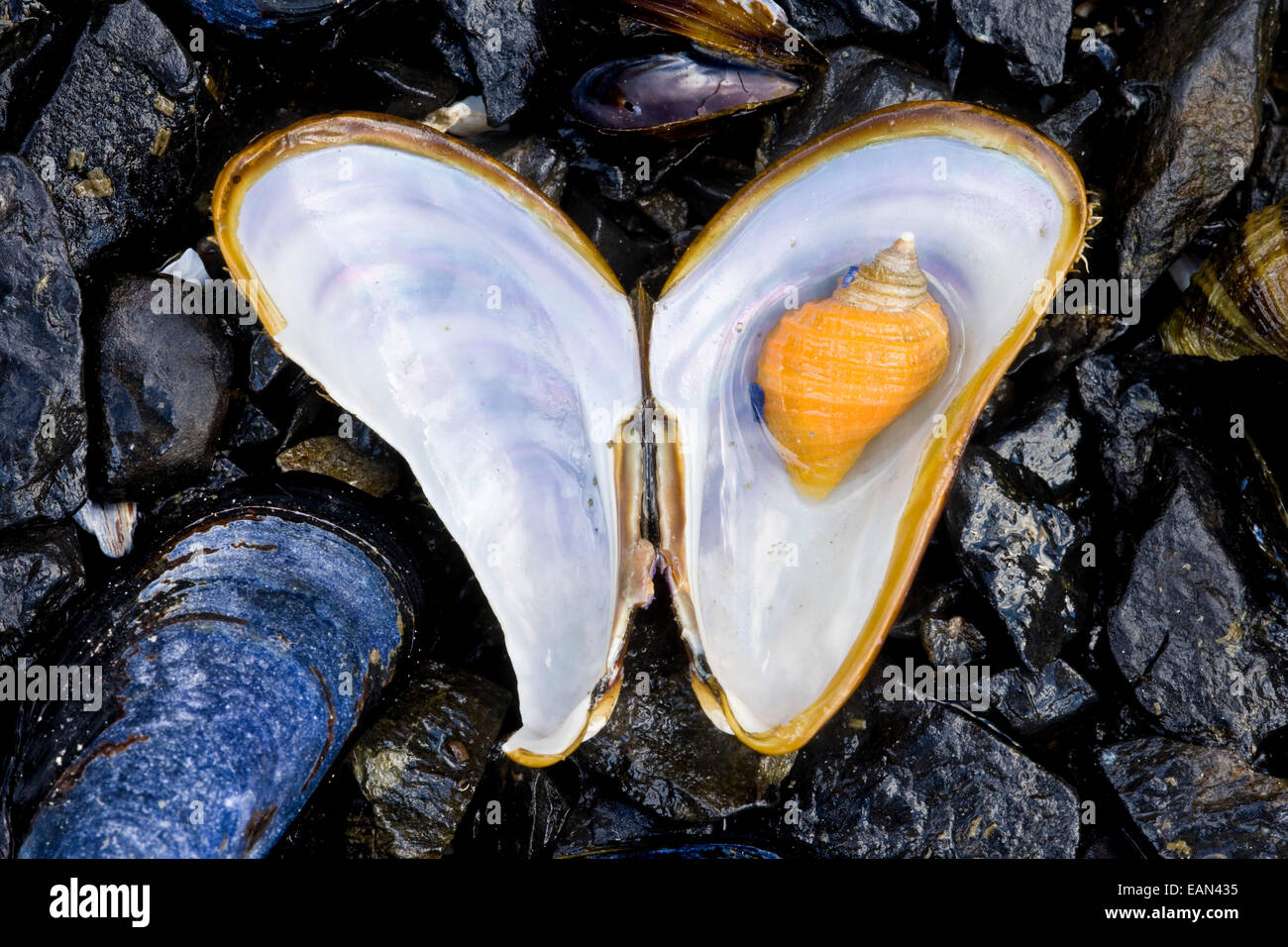 Shell Inside High Resolution Stock Photography and Images - Alamy