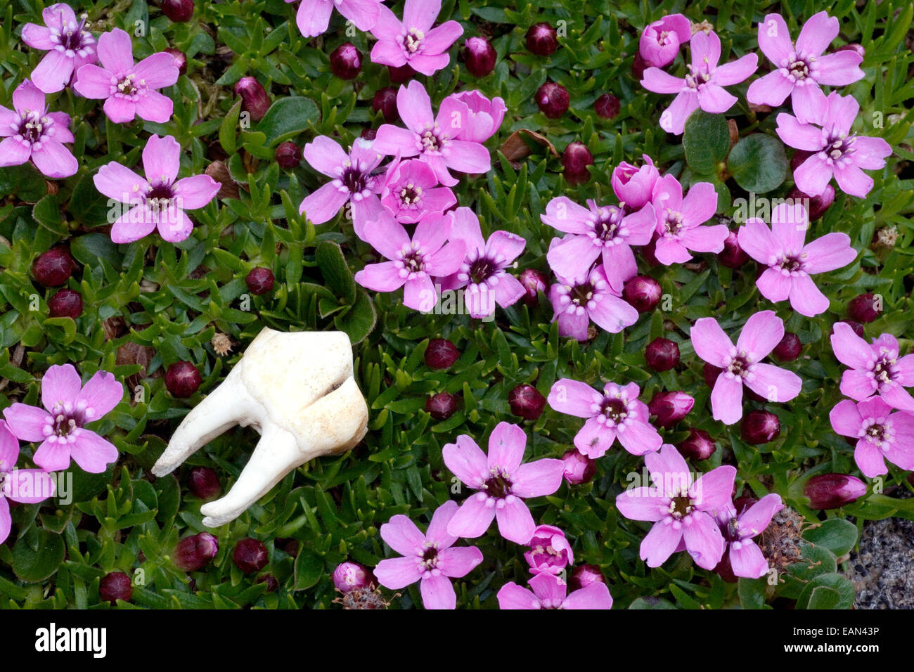 Tooth pics hi-res stock photography and images - Alamy