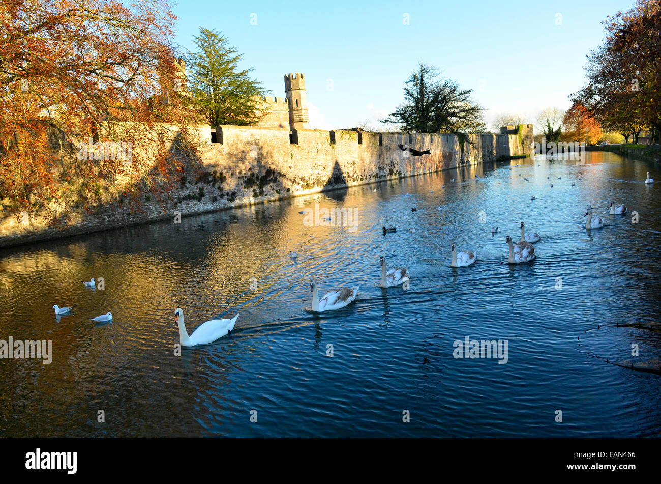 Swans bishops palace wells hi-res stock photography and images - Alamy
