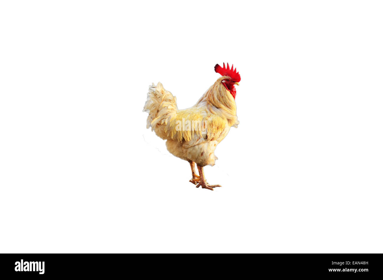 Chicken Rooster or Cock Stock Photo - Alamy
