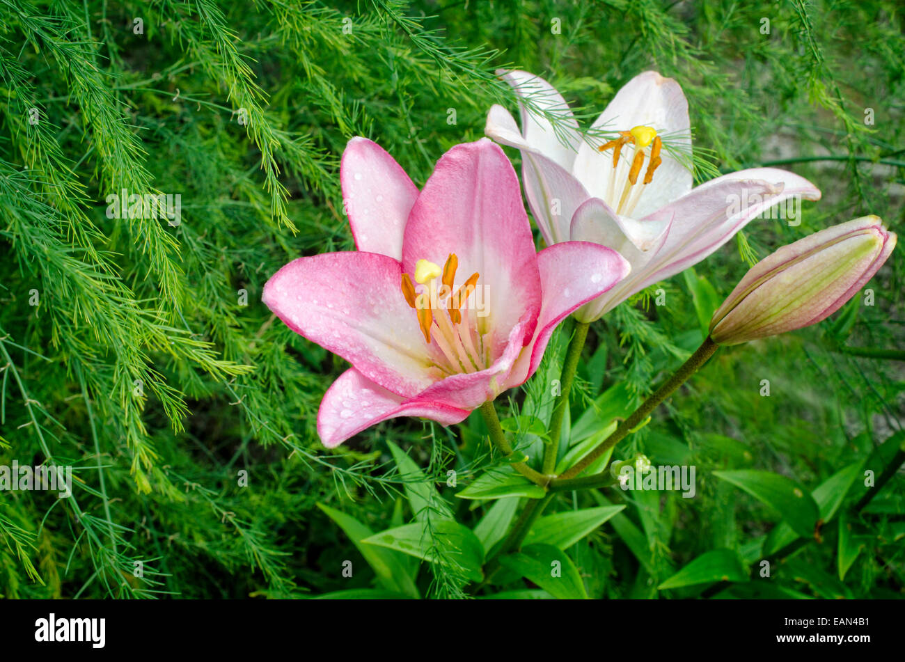 Lily varieties flowers Stock Photo - Alamy