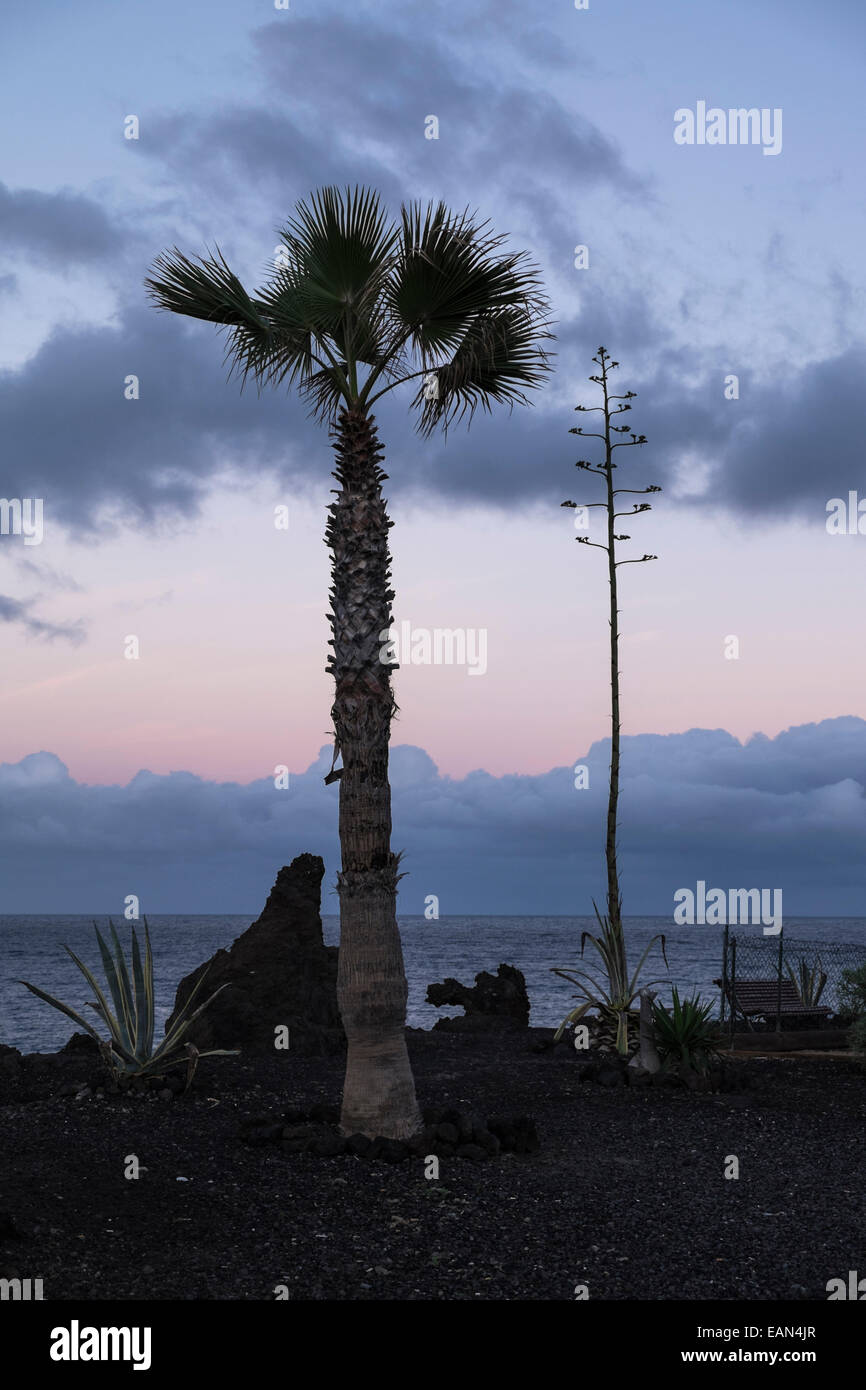 Palm tree stalk hi-res stock photography and images - Alamy