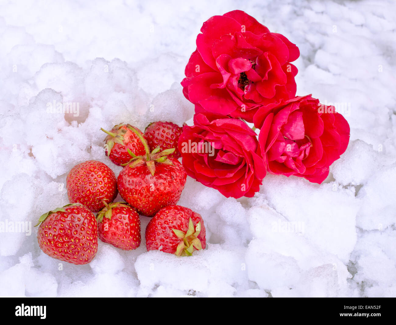 Red roses in the snow hi-res stock photography and images - Alamy