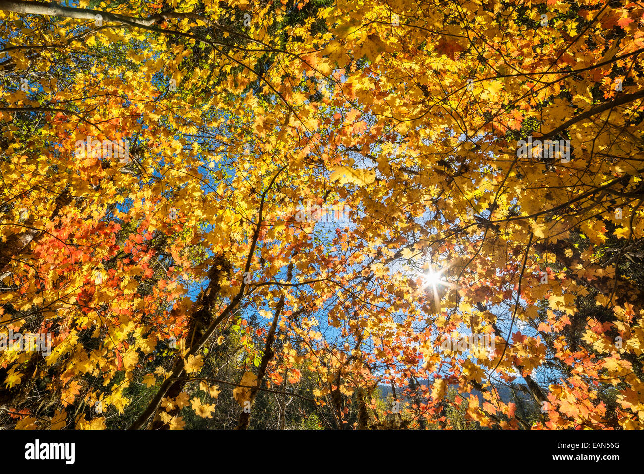 Vine maple trees in fall color on North Fork Trail; North Fork of the ...
