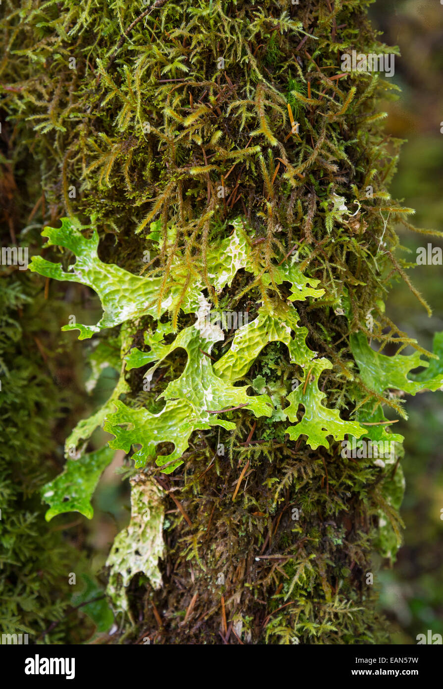 Lungwort hi-res stock photography and images - Alamy