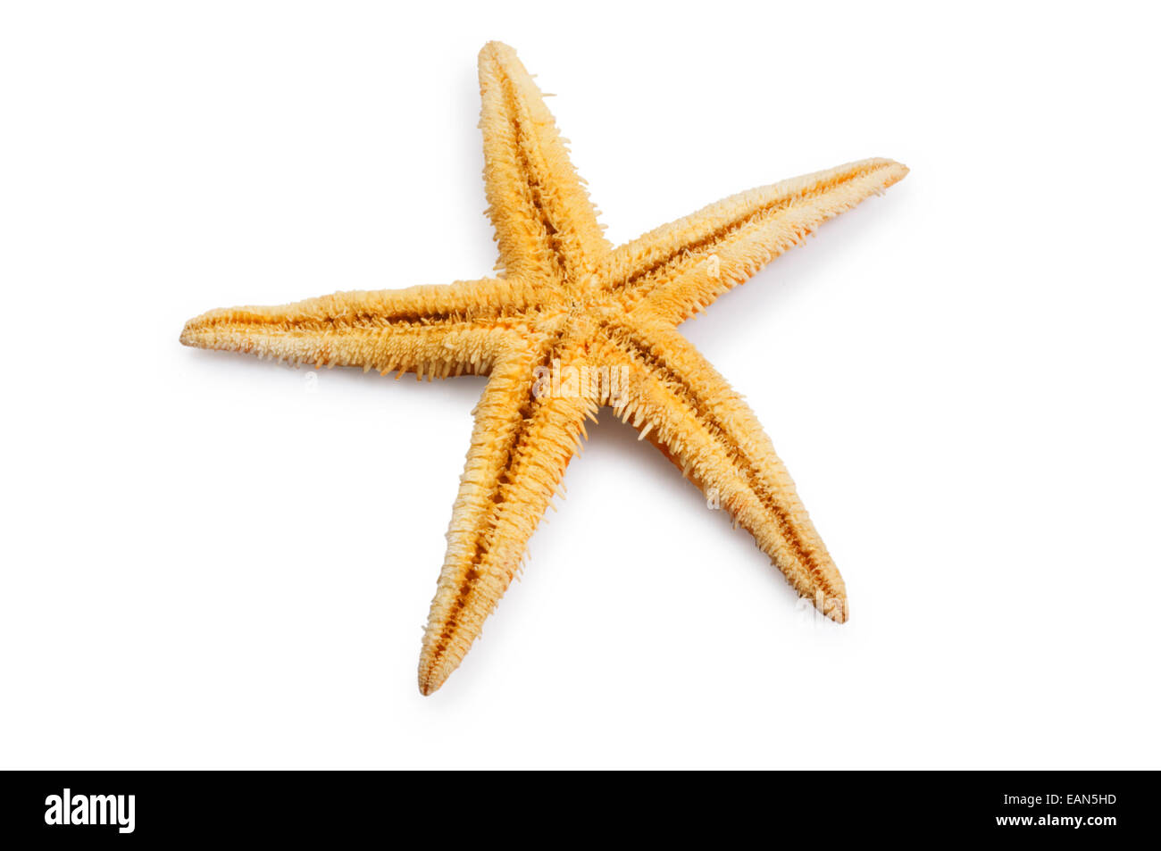 Small white starfish on Cut Out Stock Images & Pictures - Alamy