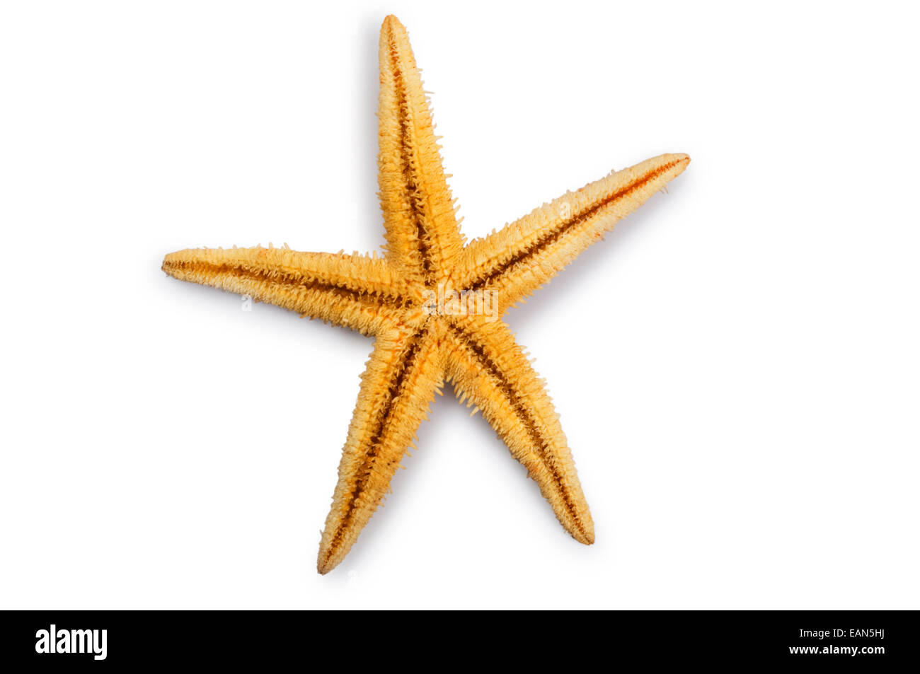 Small white starfish on Cut Out Stock Images & Pictures - Alamy