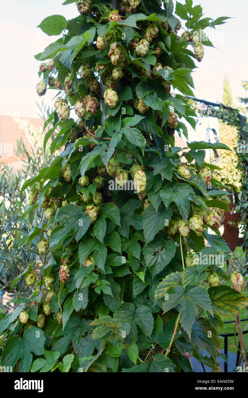 Plant or shrub to make Beer with Brewer's hops Stock Photo - Alamy