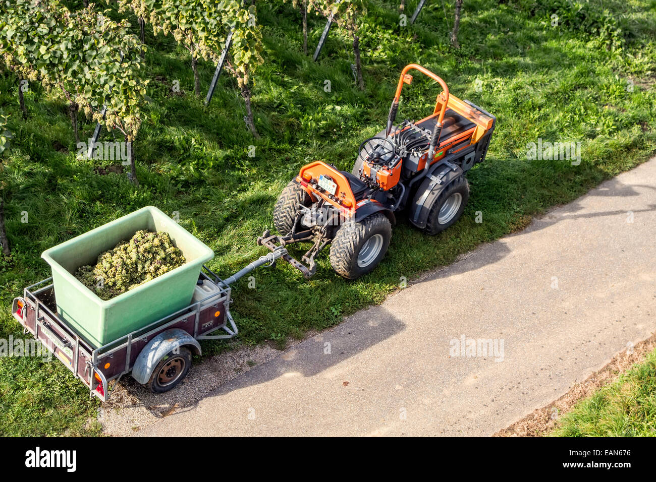 Grape harvest tractor Harvest and Vineyards in Southern Germany's Black ...
