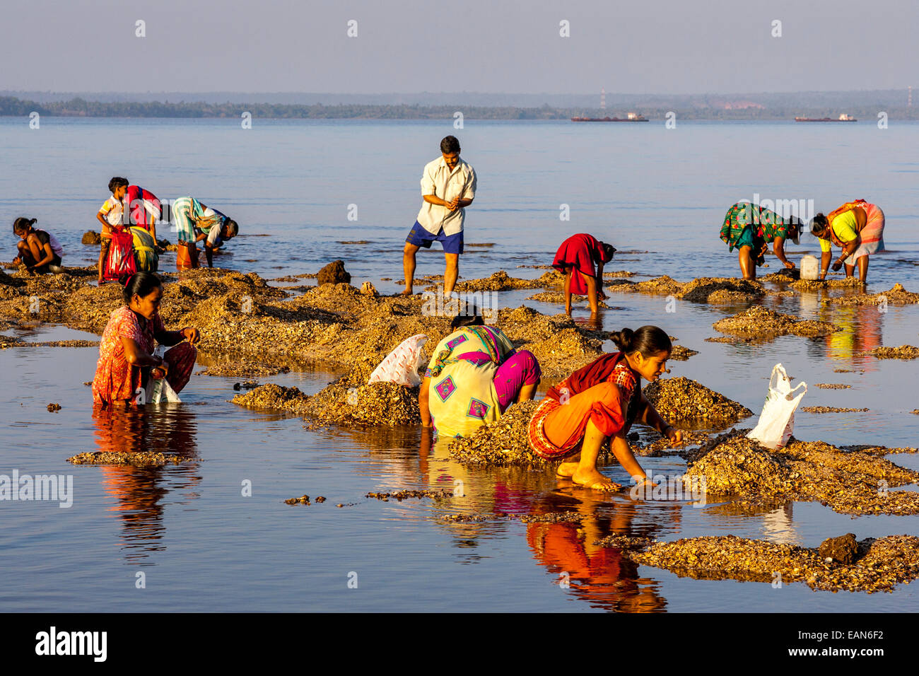 Local People Collecting Shellfish, Panjim, Goa, India Stock Photo - Alamy