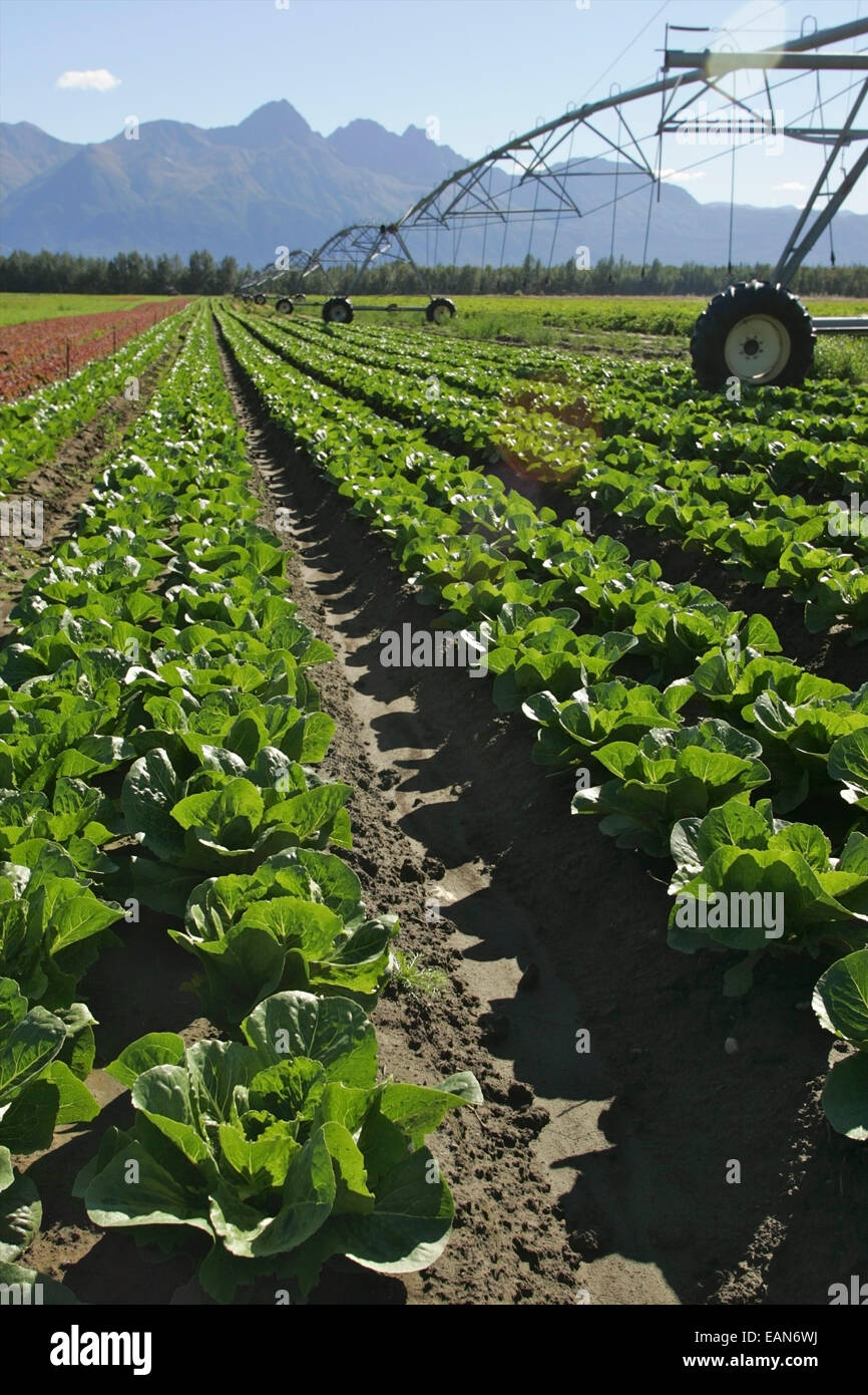 Irrigation system cabbage hi-res stock photography and images - Alamy