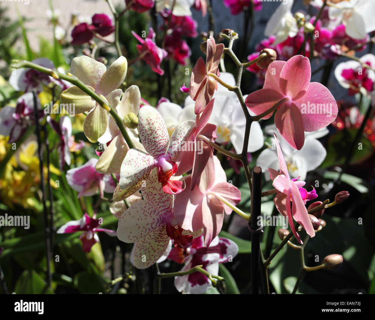 Collection of orchids Stock Photo - Alamy