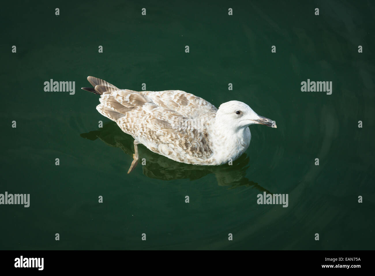 Seagull floating in the water Stock Photo - Alamy