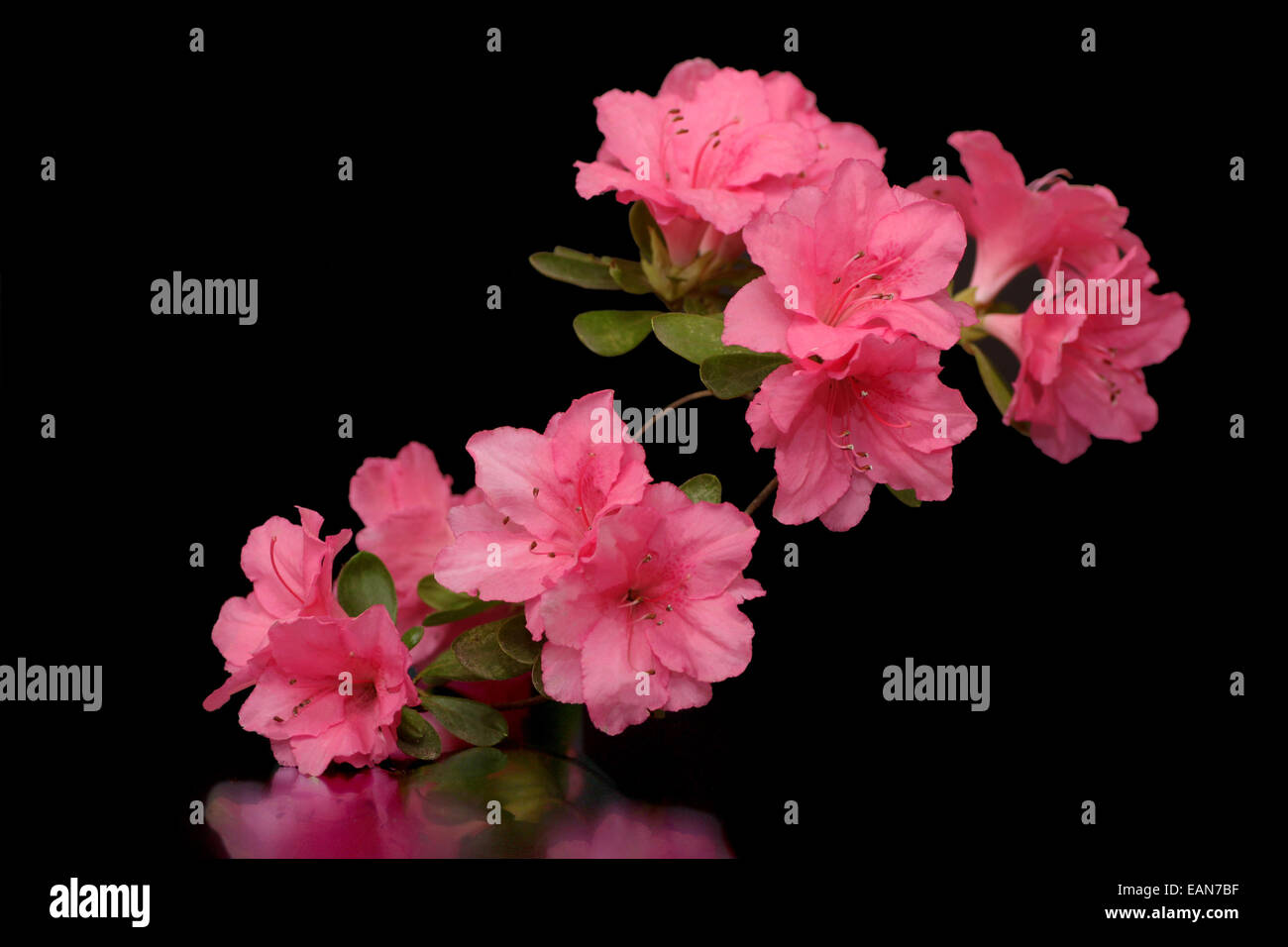 Azalea hi-res stock photography and images - Alamy