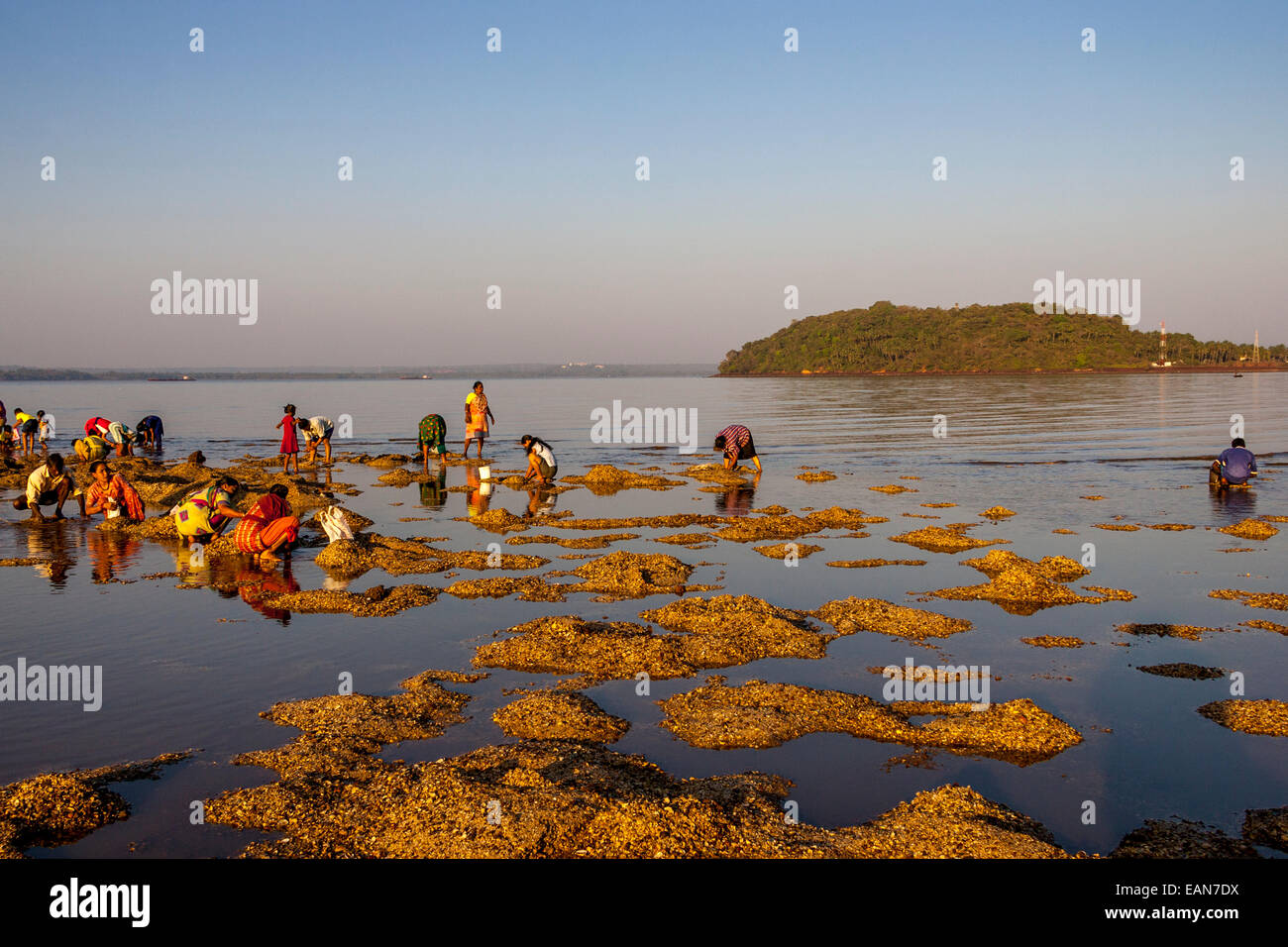 Local People Collecting Shellfish, Panjim, Goa, India Stock Photo - Alamy