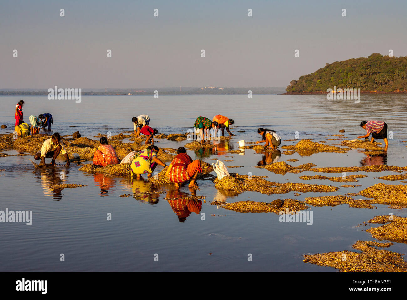 Local People Collecting Shellfish, Panjim, Goa, India Stock Photo - Alamy