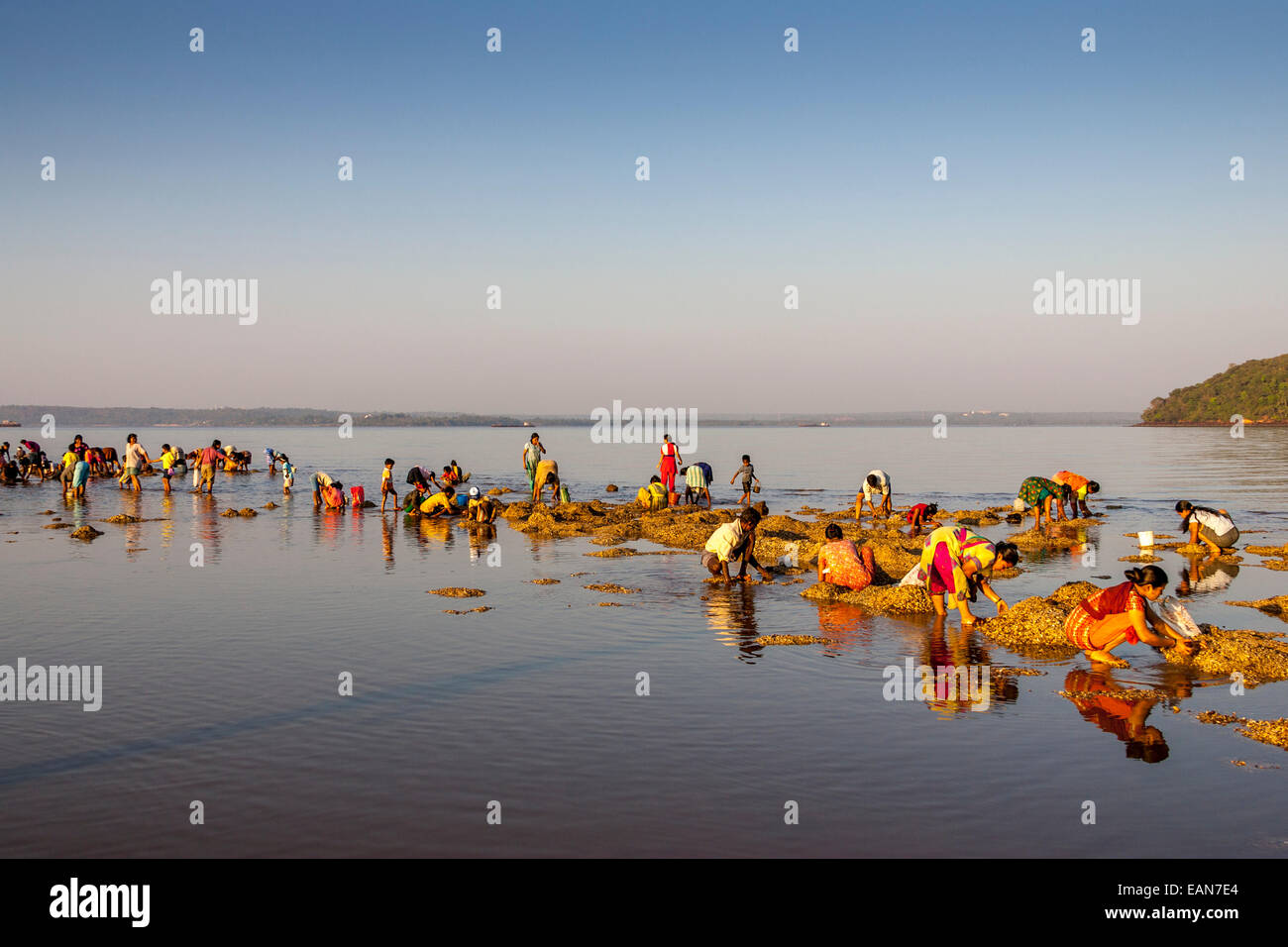 Collecting shellfish rocks hi-res stock photography and images - Alamy