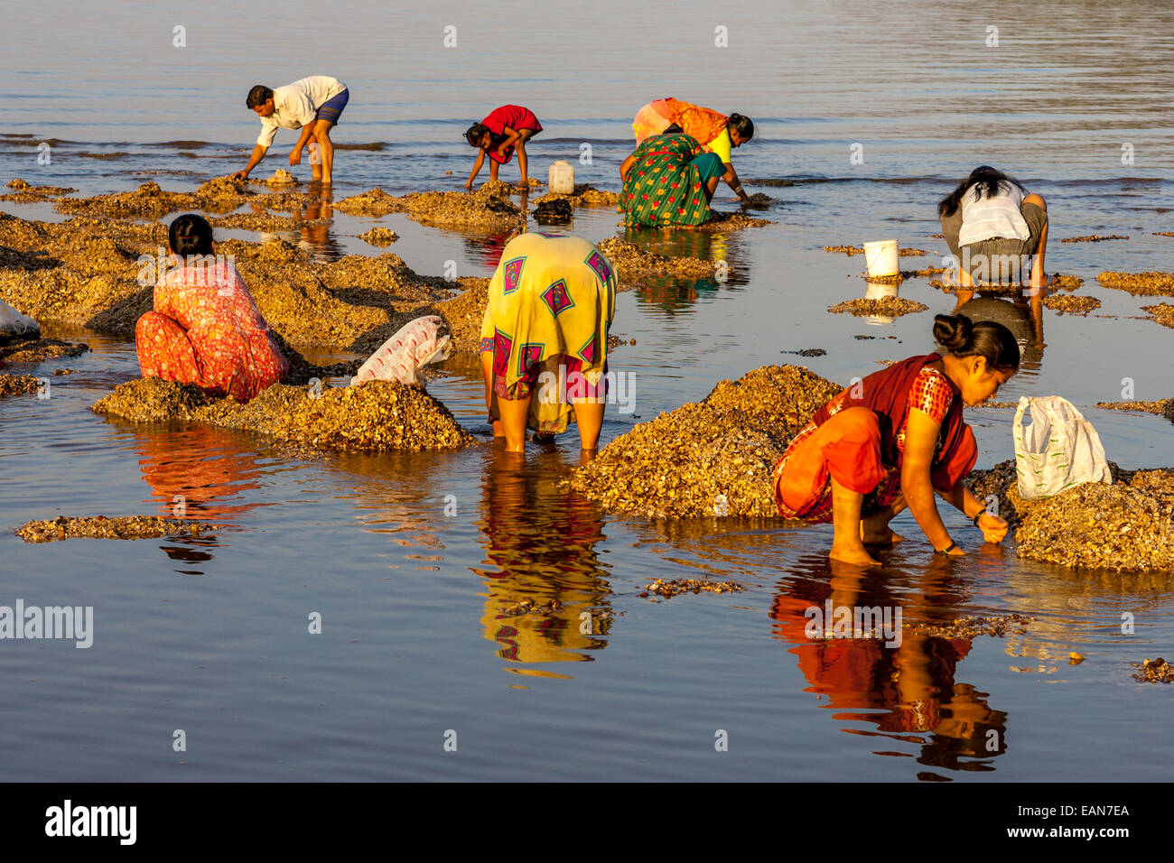 Fish collecting india hi-res stock photography and images - Alamy