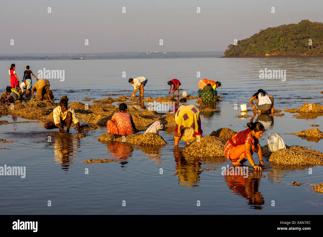 Local People Collecting Shellfish, Panjim, Goa, India Stock Photo - Alamy