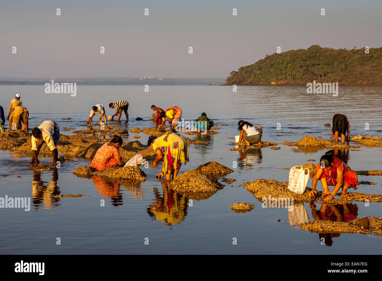 Collecting shellfish rocks hi-res stock photography and images - Alamy