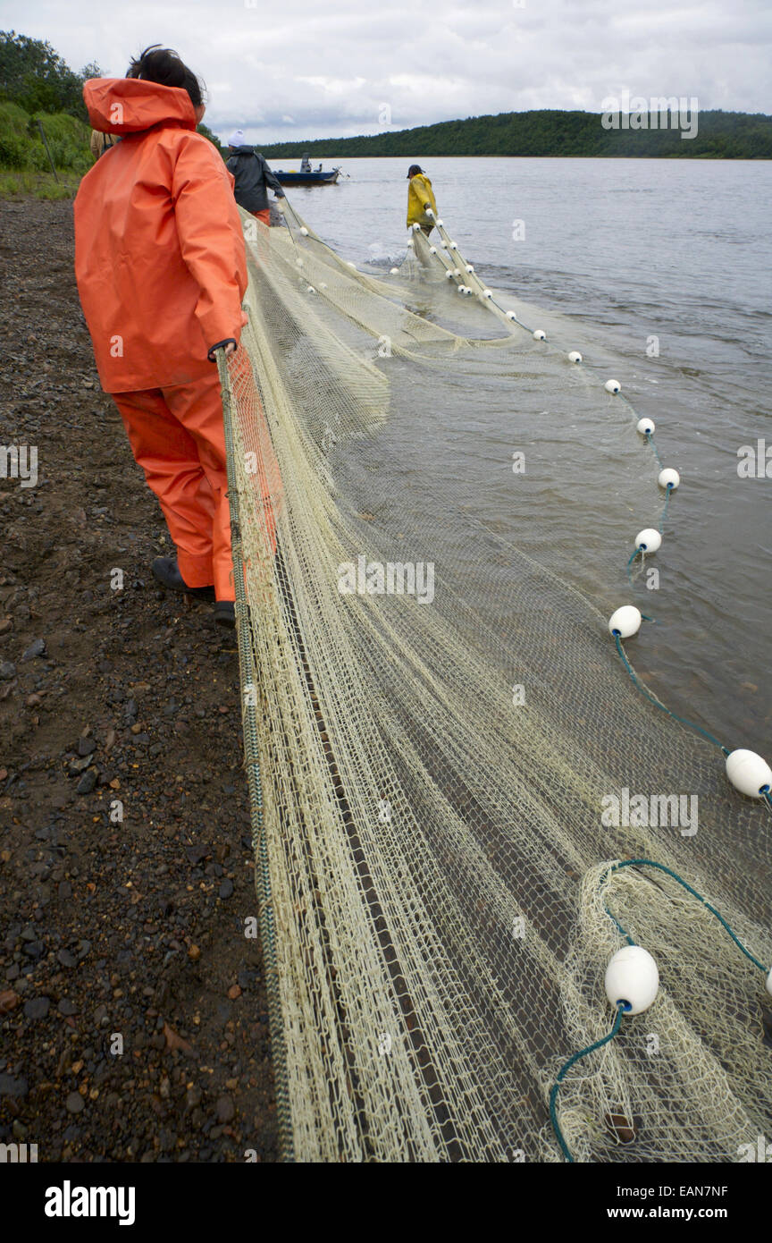 Fishermen Pulling In Net Along The Shore Of Nushagak River, Southwest ...