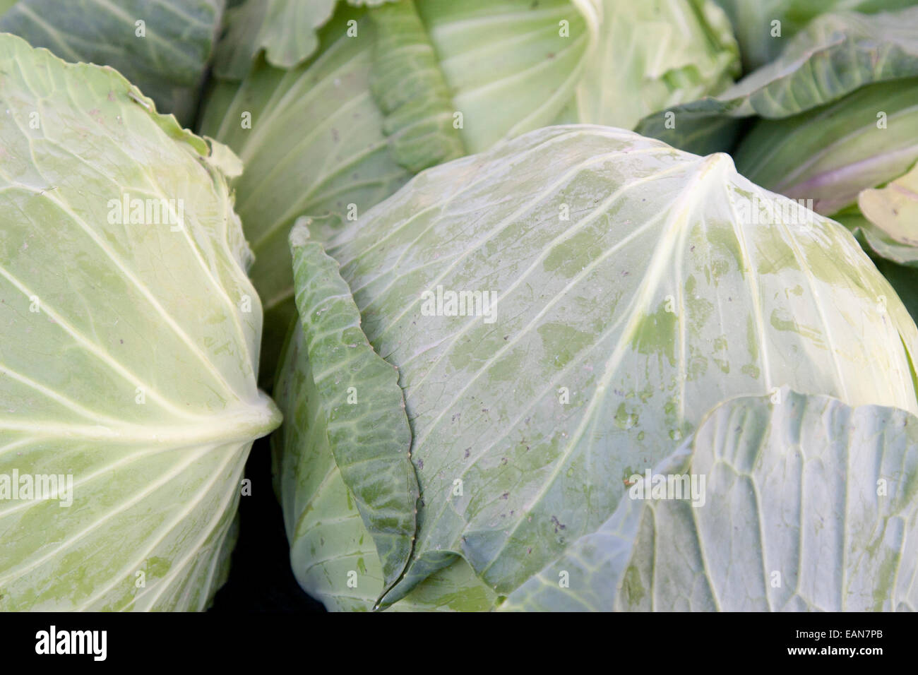 Cabbage at the Berkeley Farmers' Market Stock Photo - Alamy