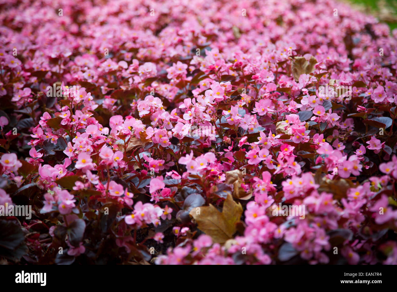 Flowers texture hi-res stock photography and images - Alamy