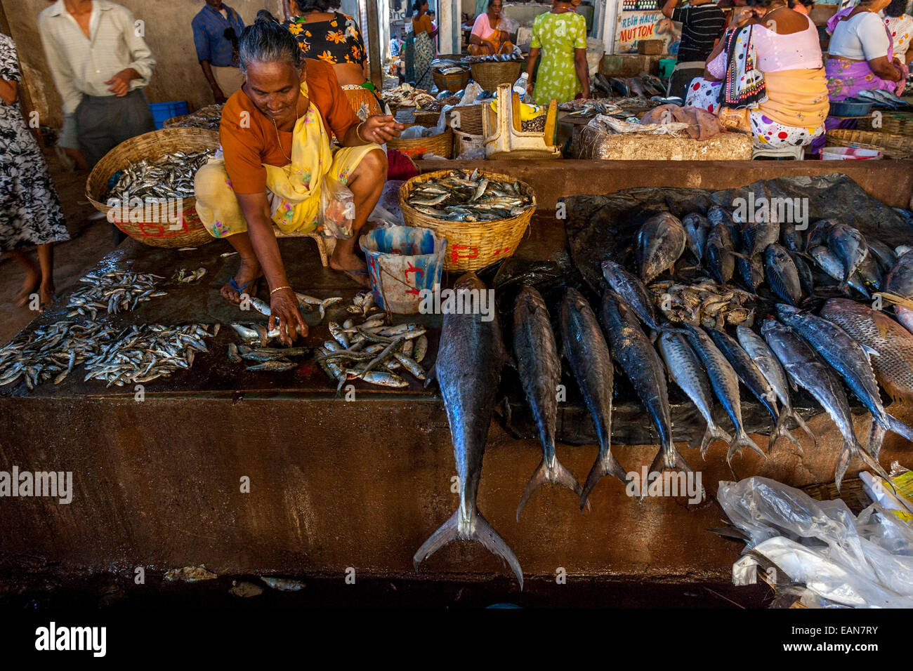 Fish Market, Calangute, Goa, India Stock Photo - Alamy