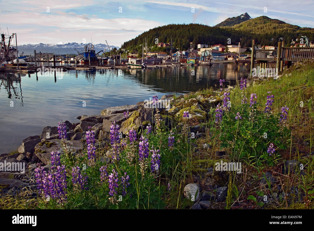 Lupine Along Shoreline With View Of Cordova Boat Harbor In Background ...