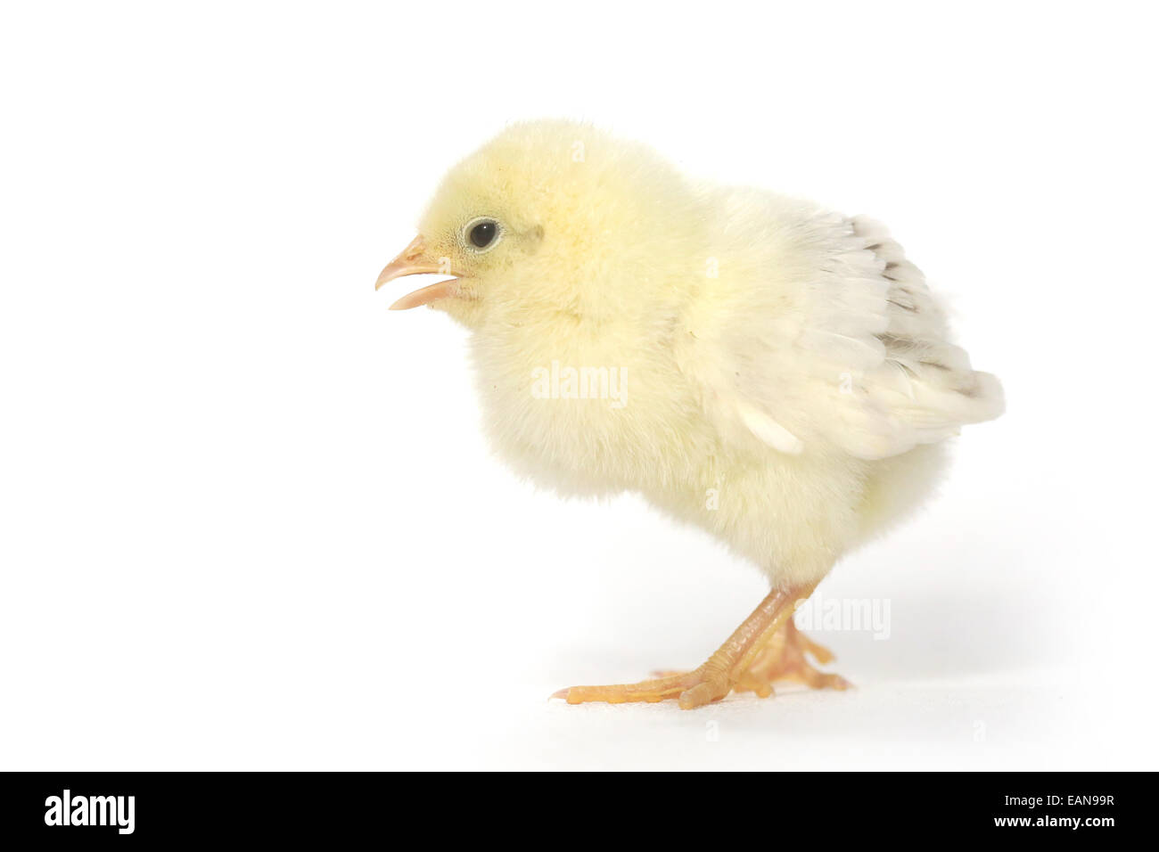Cute Baby Chick Chicken on White Background Stock Photo - Alamy
