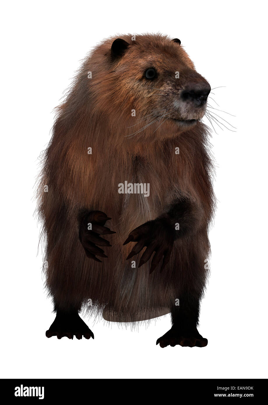 3D digital render of a cute beaver isolated on white background Stock ...