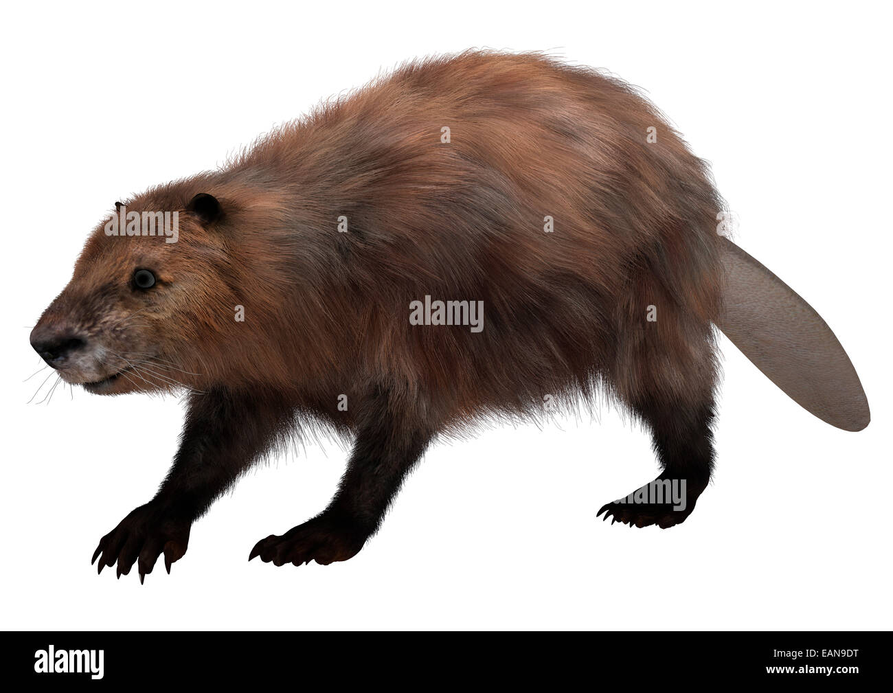 3D digital render of a cute beaver isolated on white background Stock ...