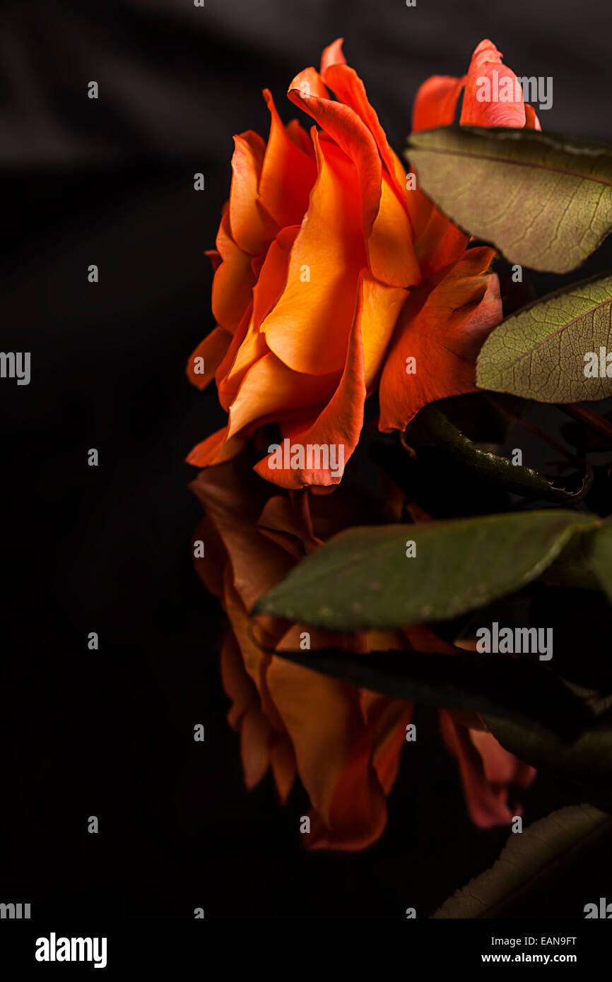 Rose isolated on reflective black background Stock Photo - Alamy