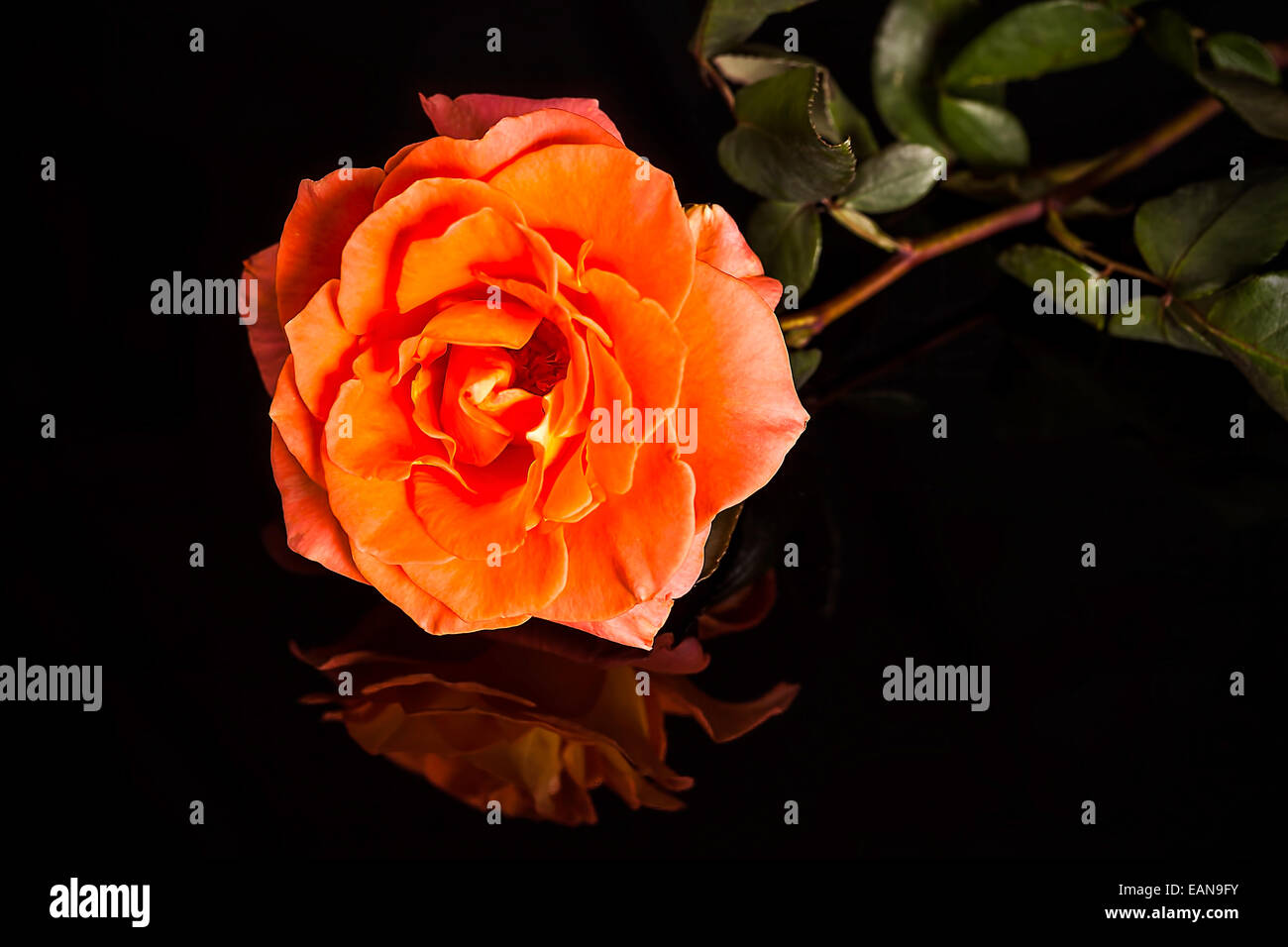 Rose isolated on reflective black background Stock Photo - Alamy