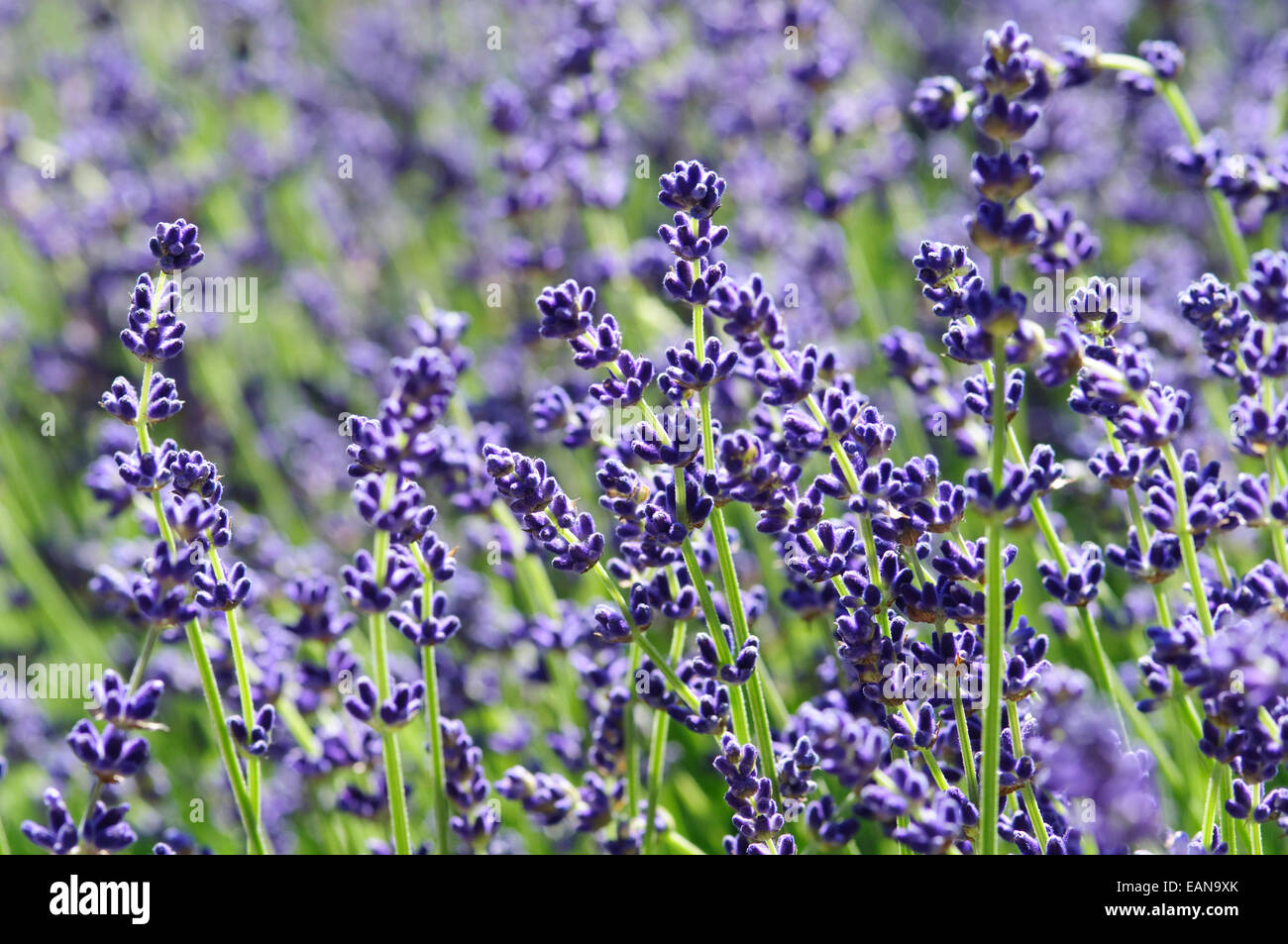 Close up of Lavender Flowers Stock Photo - Alamy